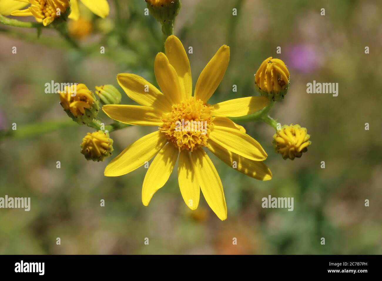 Jacobaea vulgaris plants hi-res stock photography and images - Alamy