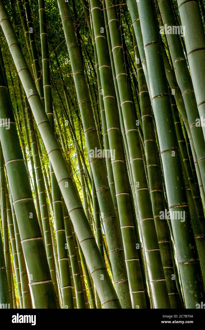 Detail of bamboo at the Adashino Nenbutsu-ji temple, a Buddhist temple ...