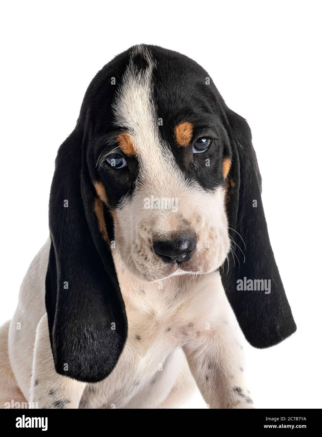 Bernese hound hi-res stock photography and images - Alamy
