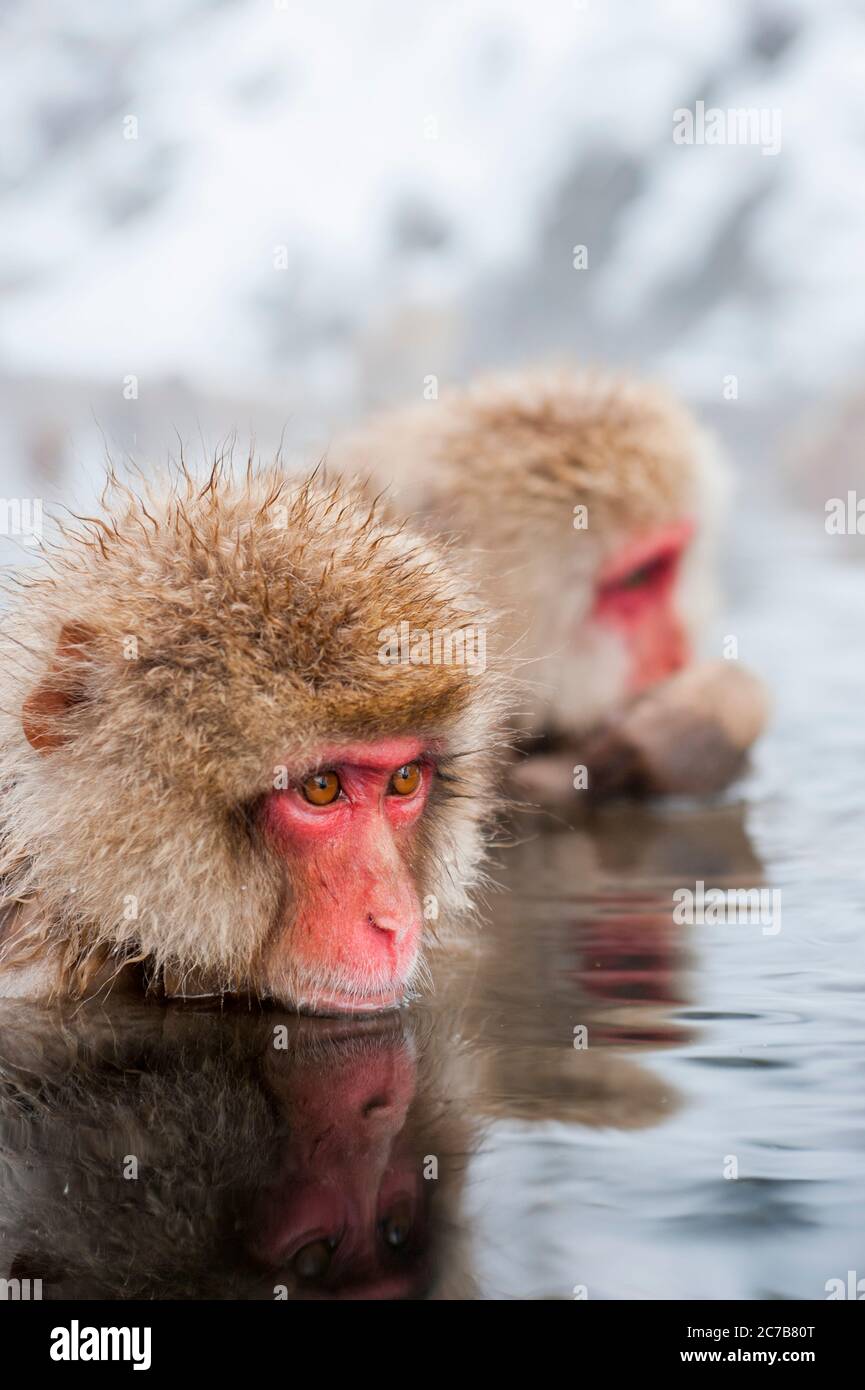 Snow monkeys (Japanese macaques) are sitting in the hot springs at ...