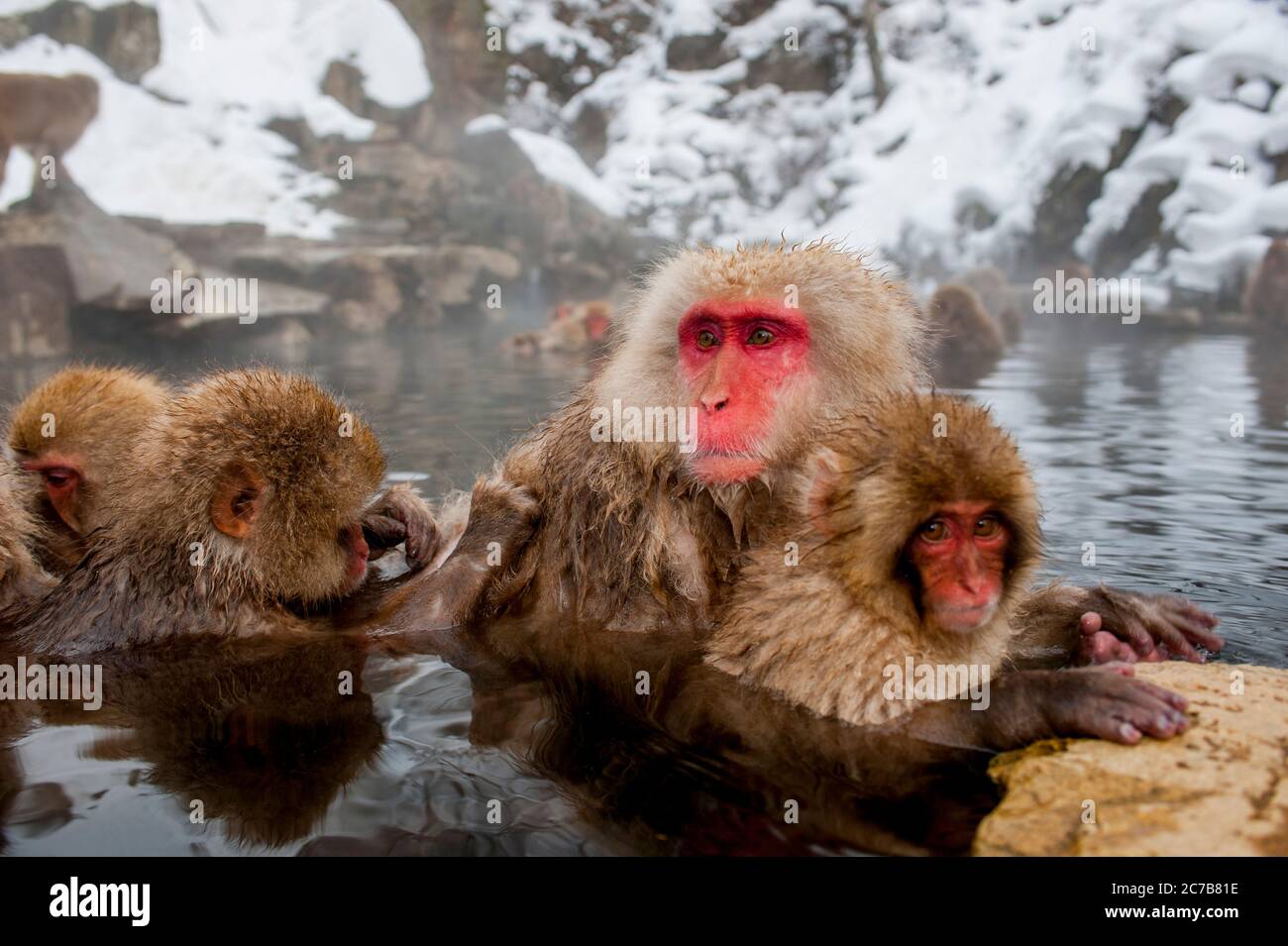 Snow monkeys (Japanese macaques) are sitting in the hot springs at ...