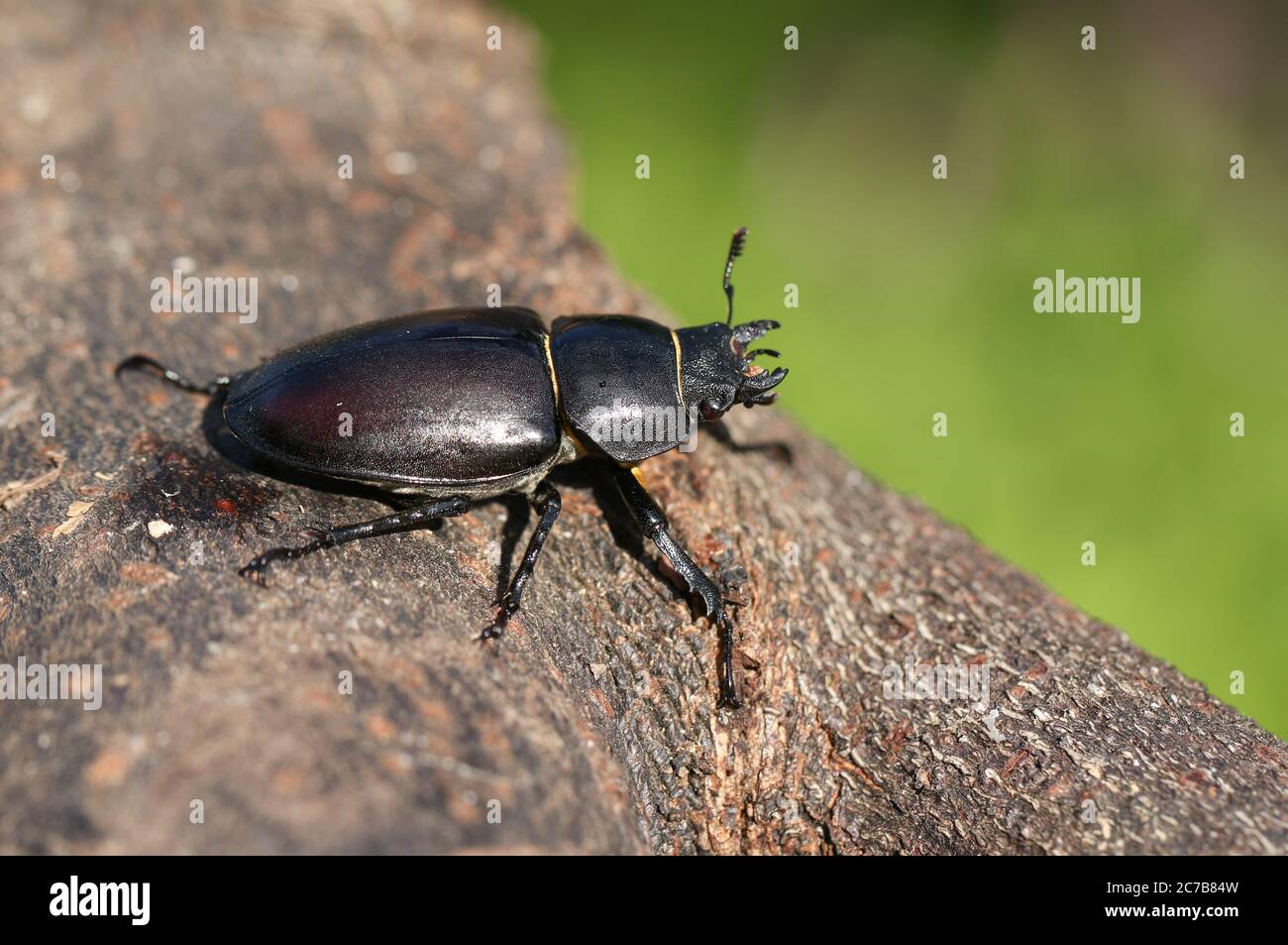A magnificent rare female Stag Beetle, Lucanus cervus, walking over a ...