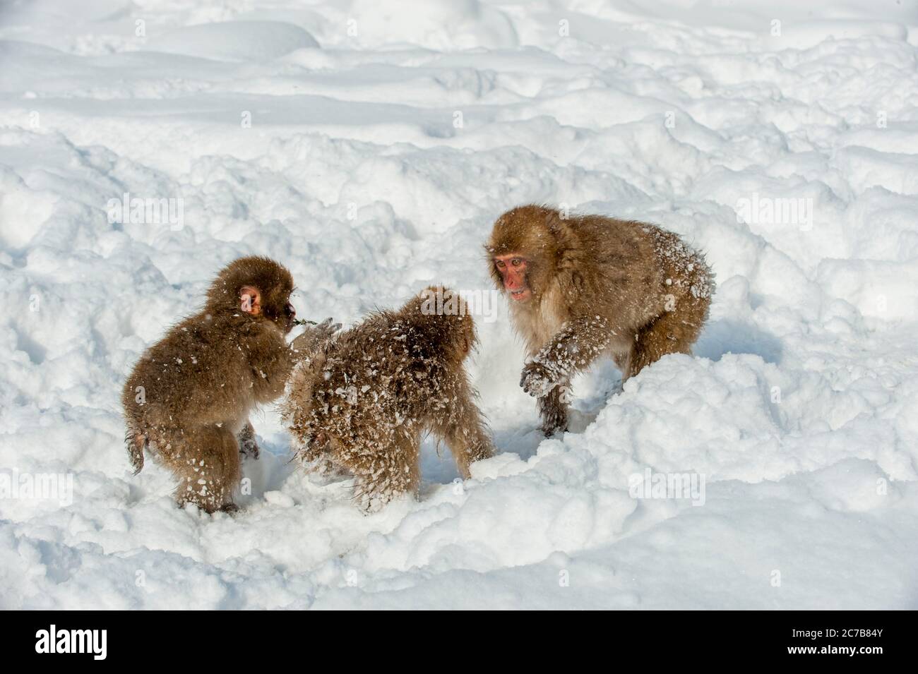 Snow monkey (Japanese macaques) babies playing in the snow at the hot ...