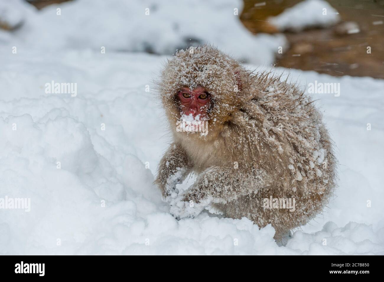 A Snow monkey (Japanese macaques) baby is playing in the snow at the ...