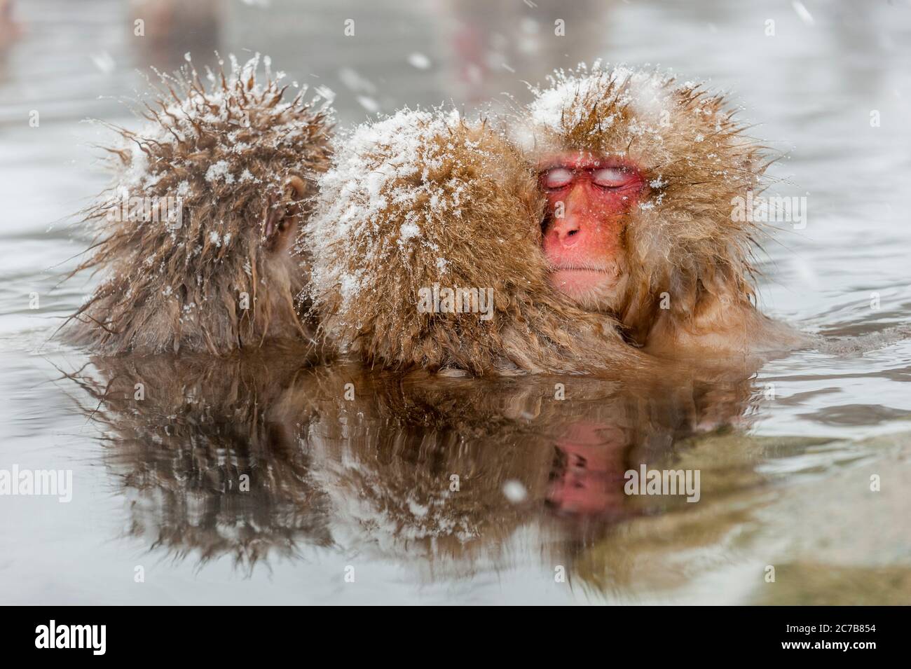 Snow monkeys (Japanese macaques) are sitting in the hot springs at ...