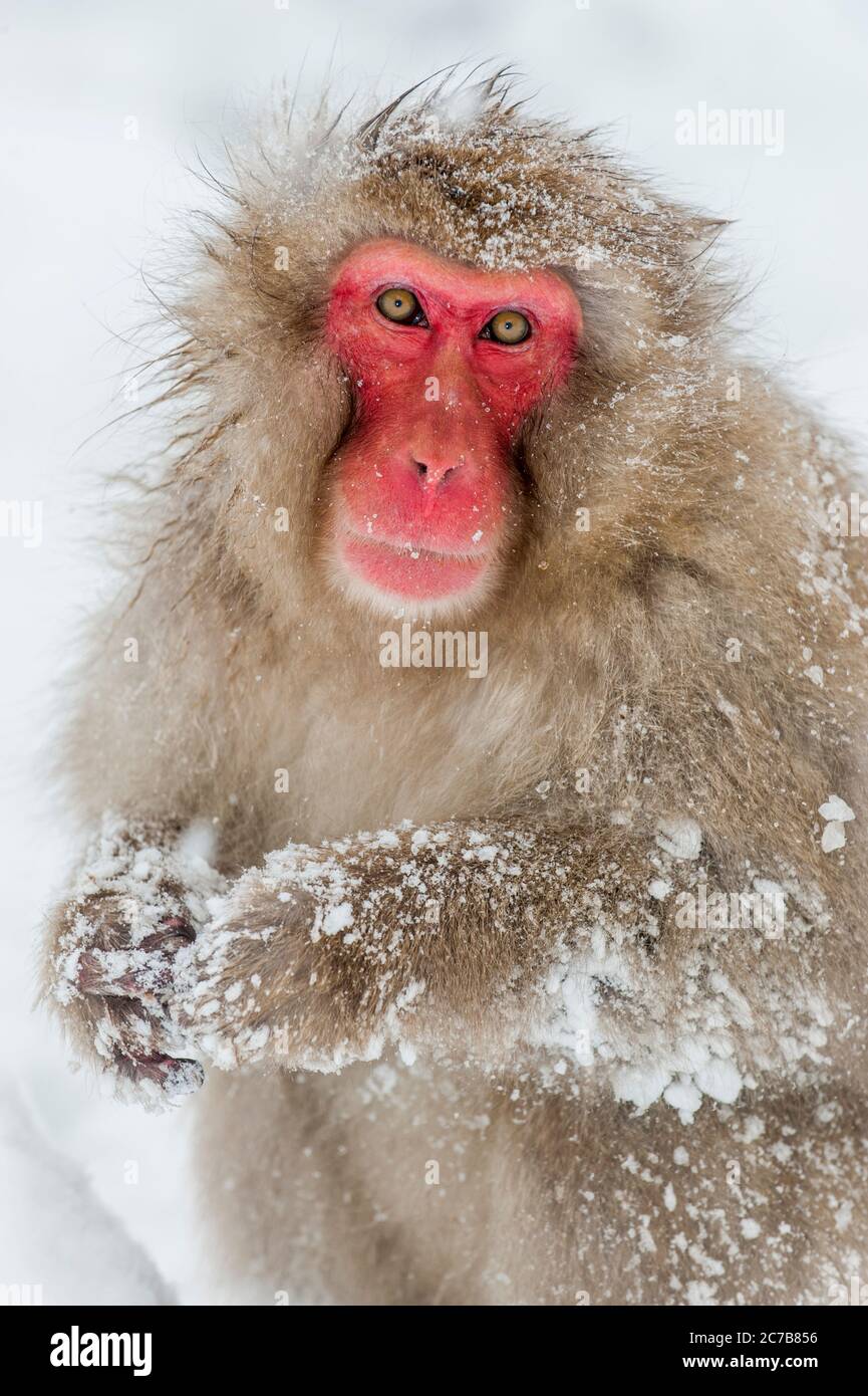 A Snow monkey (Japanese macaques) is sitting in deep snow at the hot ...
