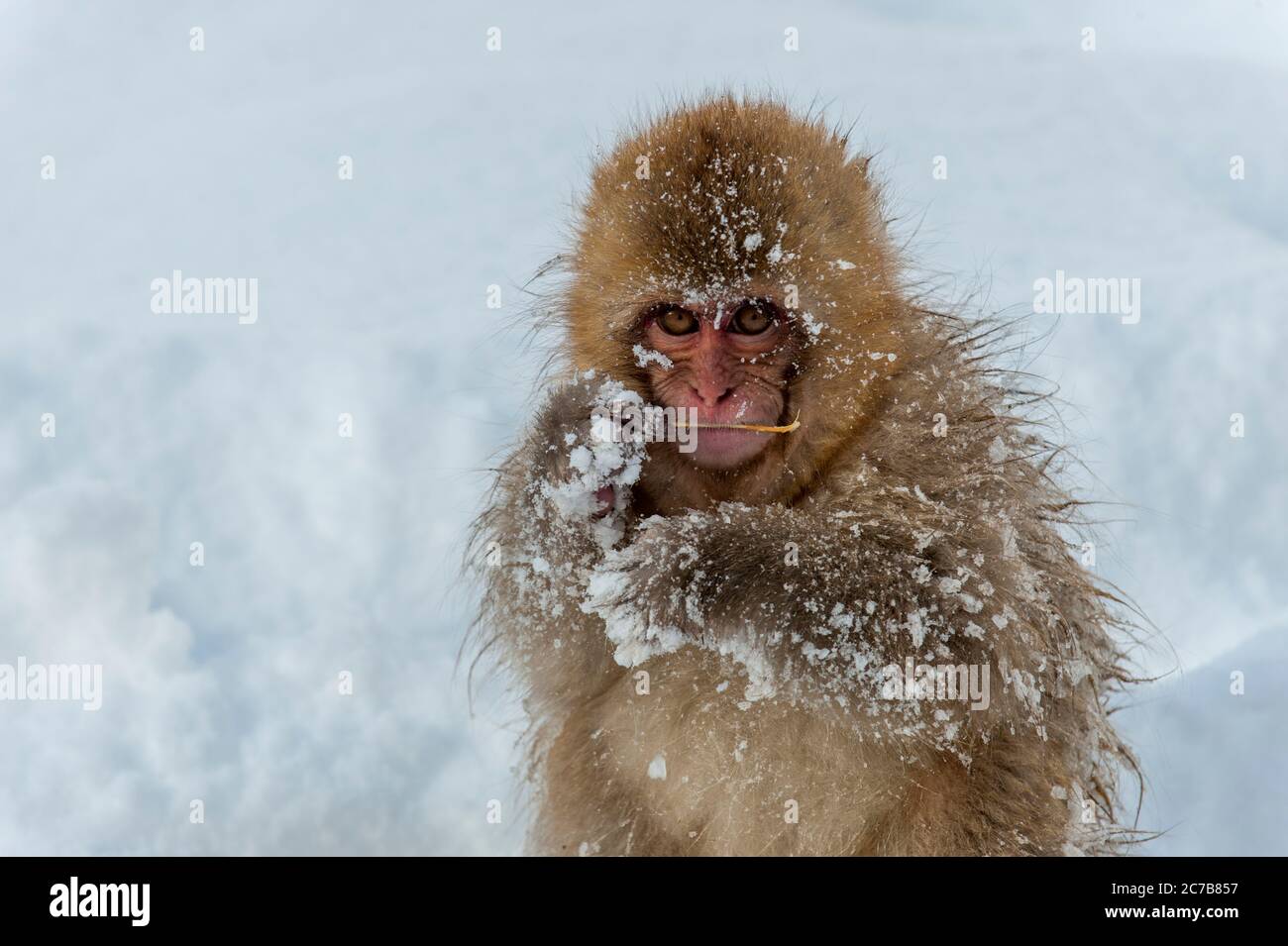 A Snow monkey (Japanese macaques) baby is playing in the snow at the ...