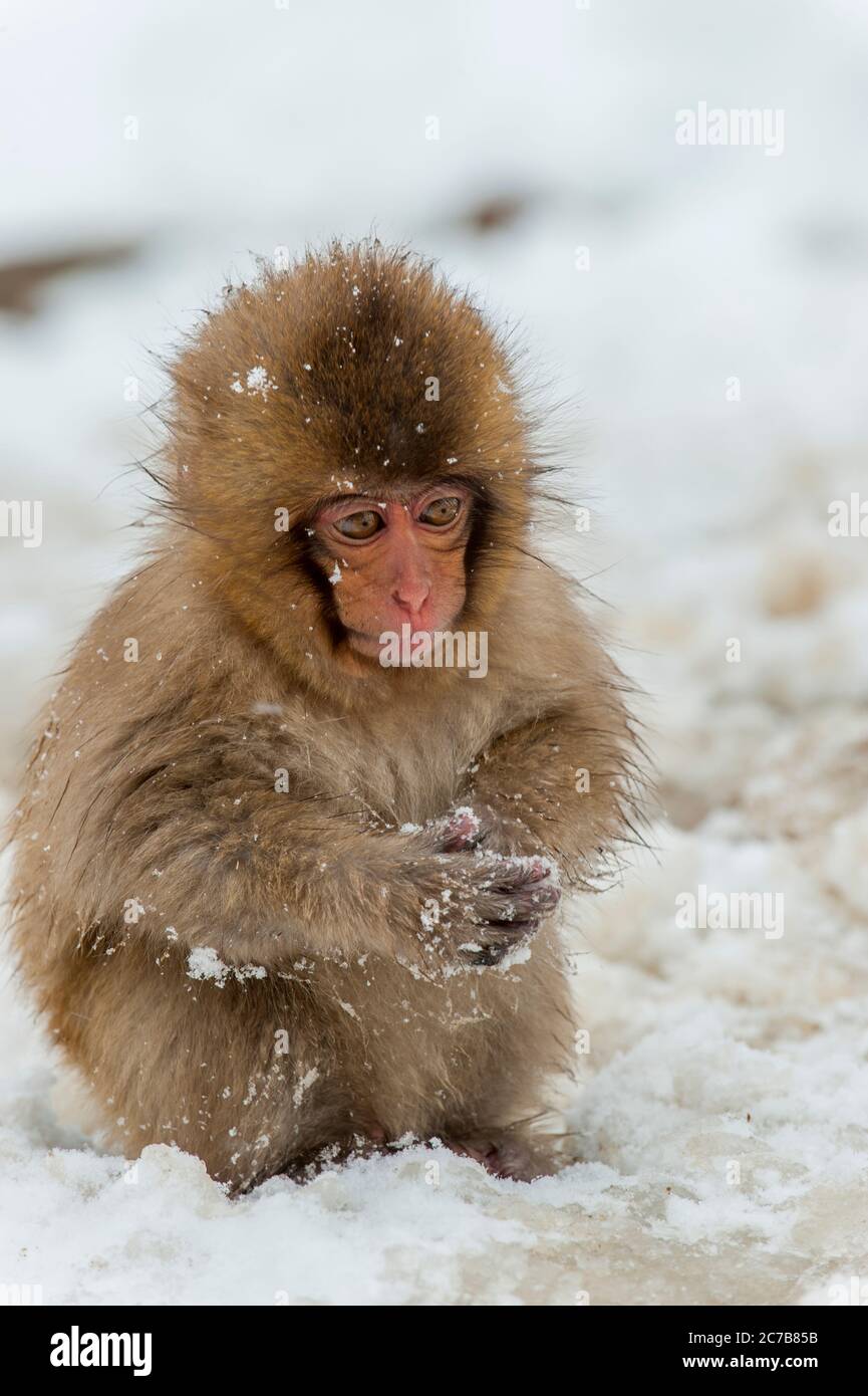 A Snow monkey (Japanese macaques) baby is playing in the snow at the ...