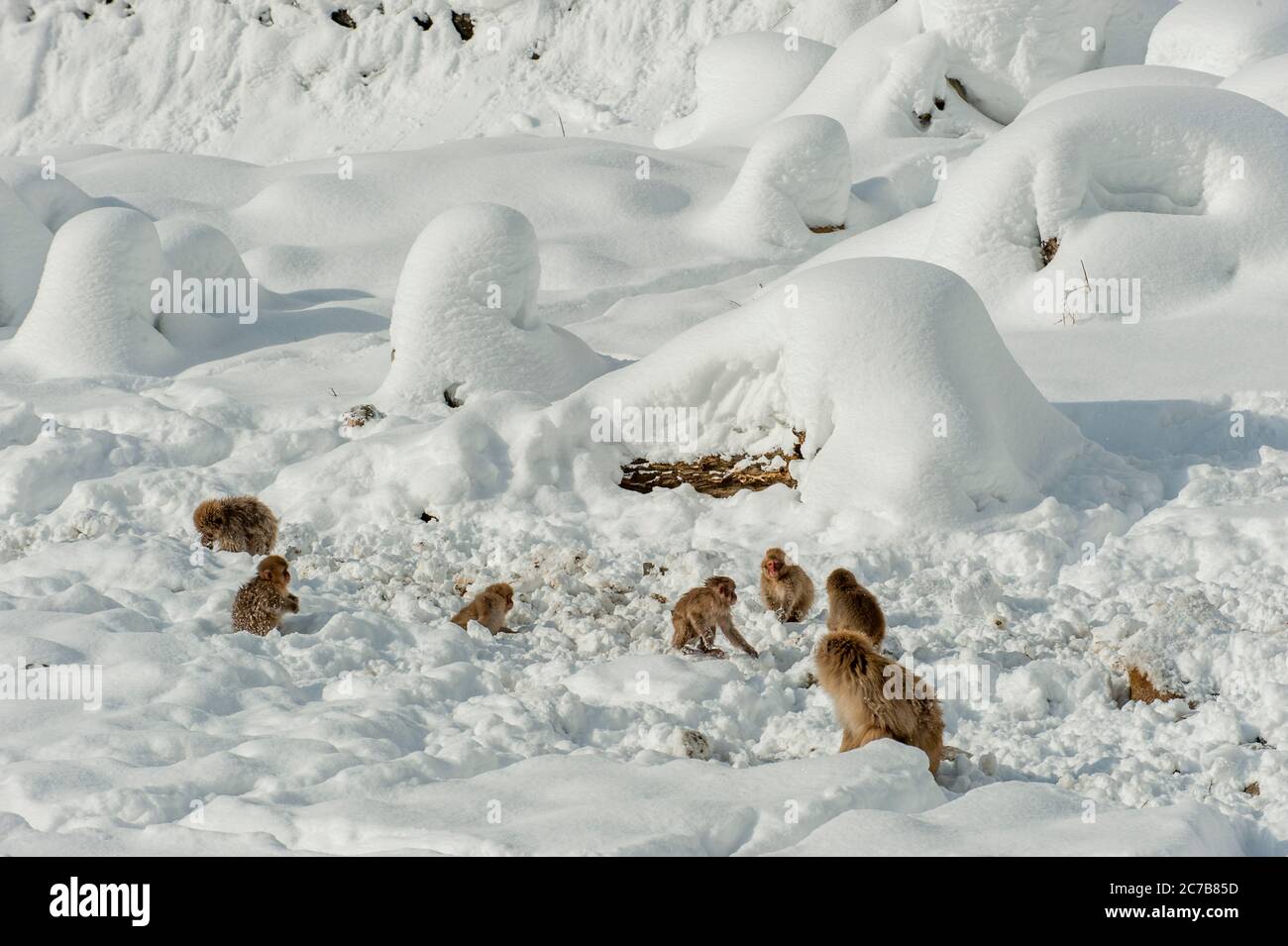 Snow monkeys (Japanese macaques) looking for food in the snow at the ...
