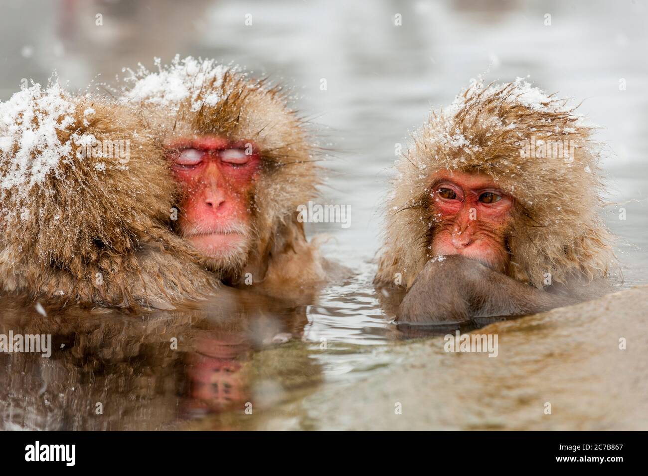 Snow monkeys (Japanese macaques) are sitting in the hot springs at ...