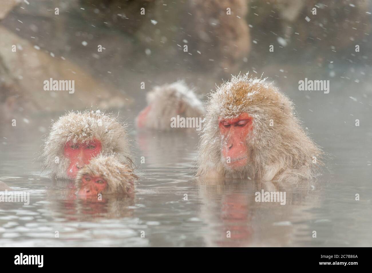 Snow monkeys (Japanese macaques) are sitting in the hot springs at ...