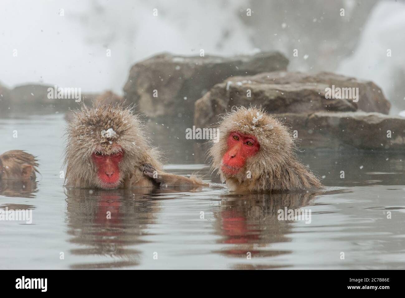 Snow monkeys (Japanese macaques) are sitting in the hot springs at ...