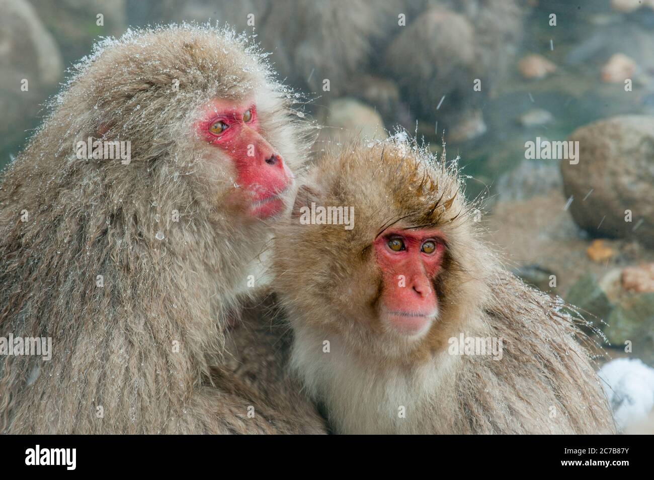 Snow monkeys (Japanese macaques) are huddling each other in cold ...