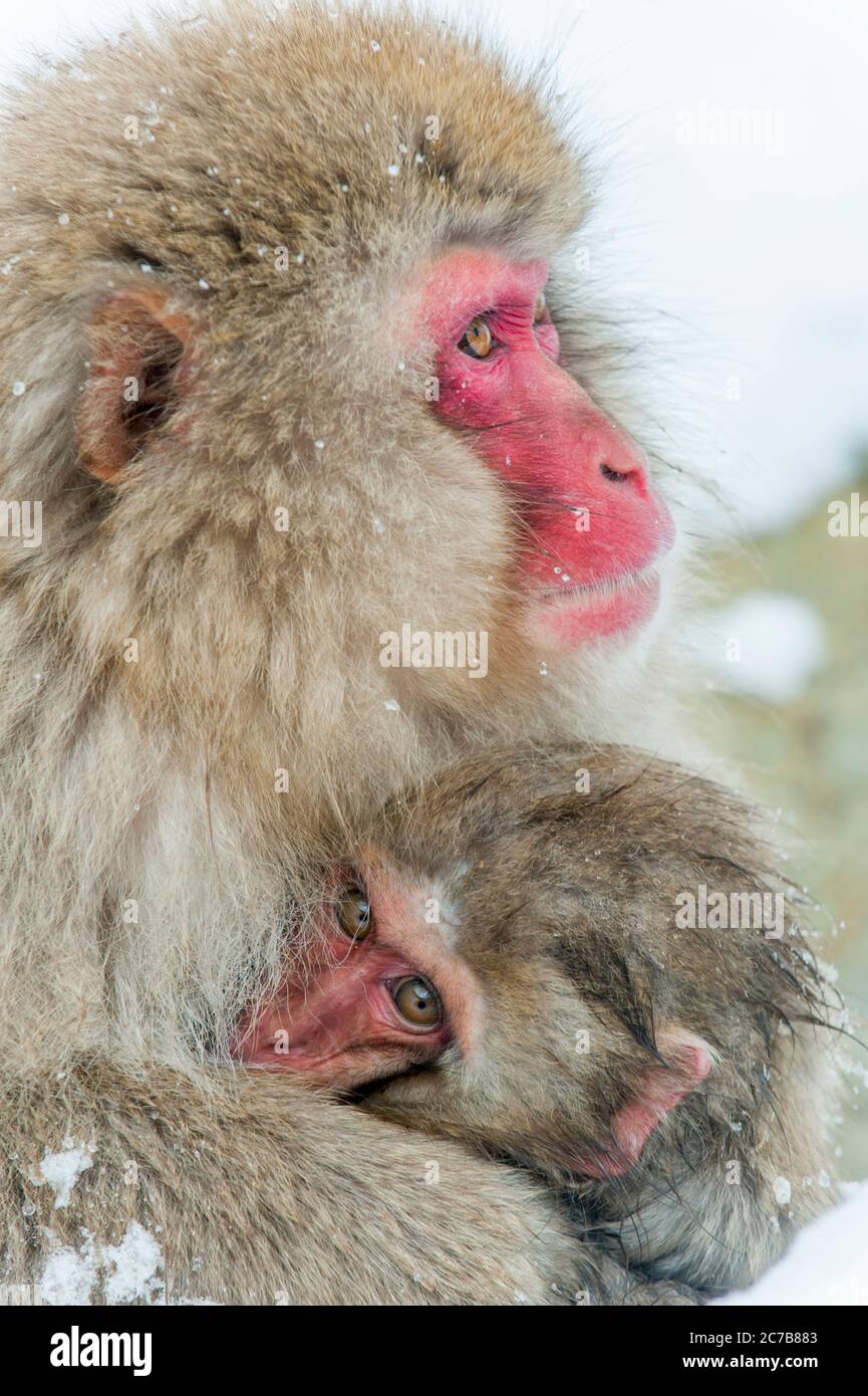 A Snow monkey (Japanese macaques) mother is huddling her baby in cold ...