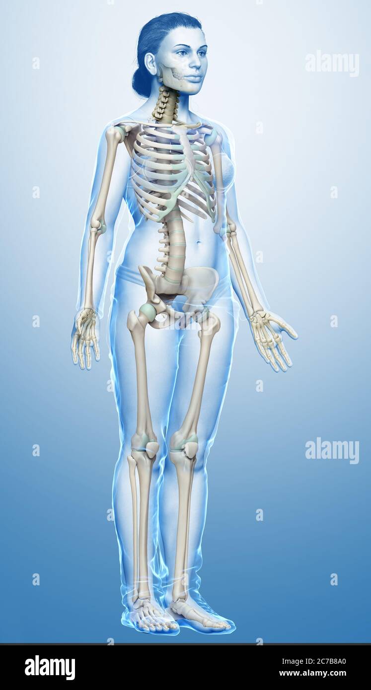 3d rendered, medically accurate illustration of a female skeleton ...