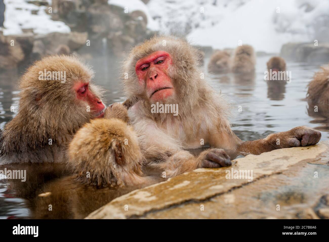 Snow monkeys (Japanese macaques) are sitting in the hot springs at ...