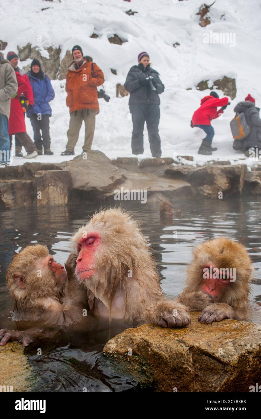 Snow Monkeys Hot Springs Japan Meditative Snow Monkeys Hang Out In Hot