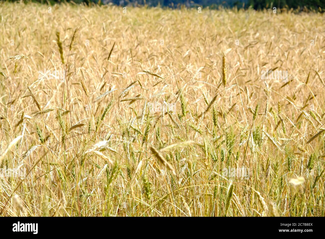 Yellow grain ready for harvest growing in a farm field Stock Photo - Alamy