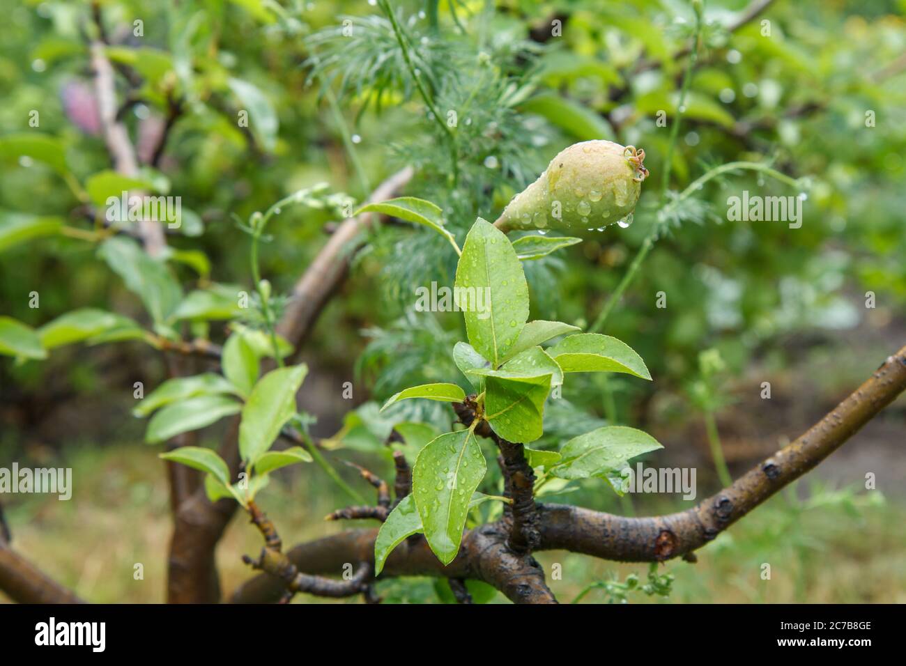 Fruit of immature pear on a branch of the tree with leaves. Fruits ...