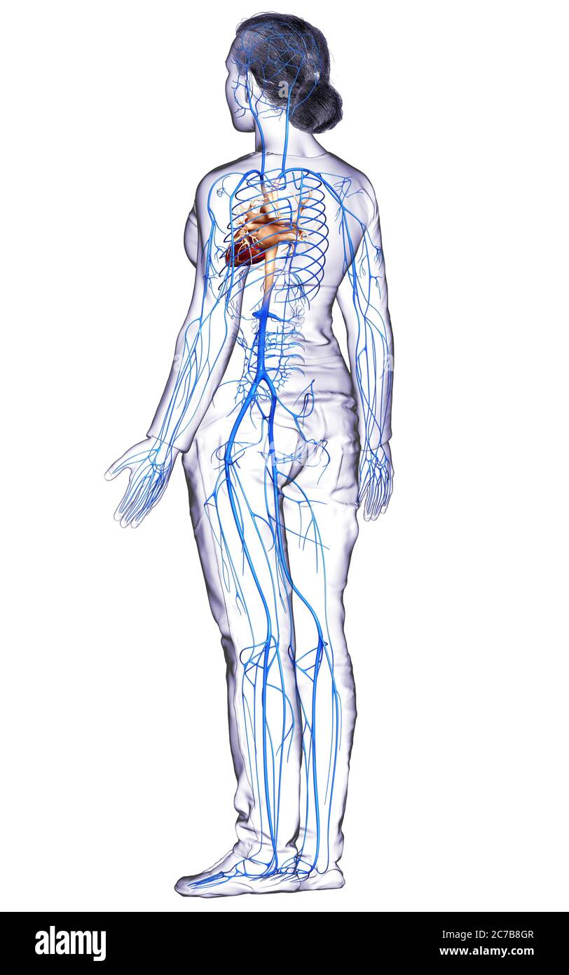3d rendered medically accurate illustration of a female Veins anatomy ...