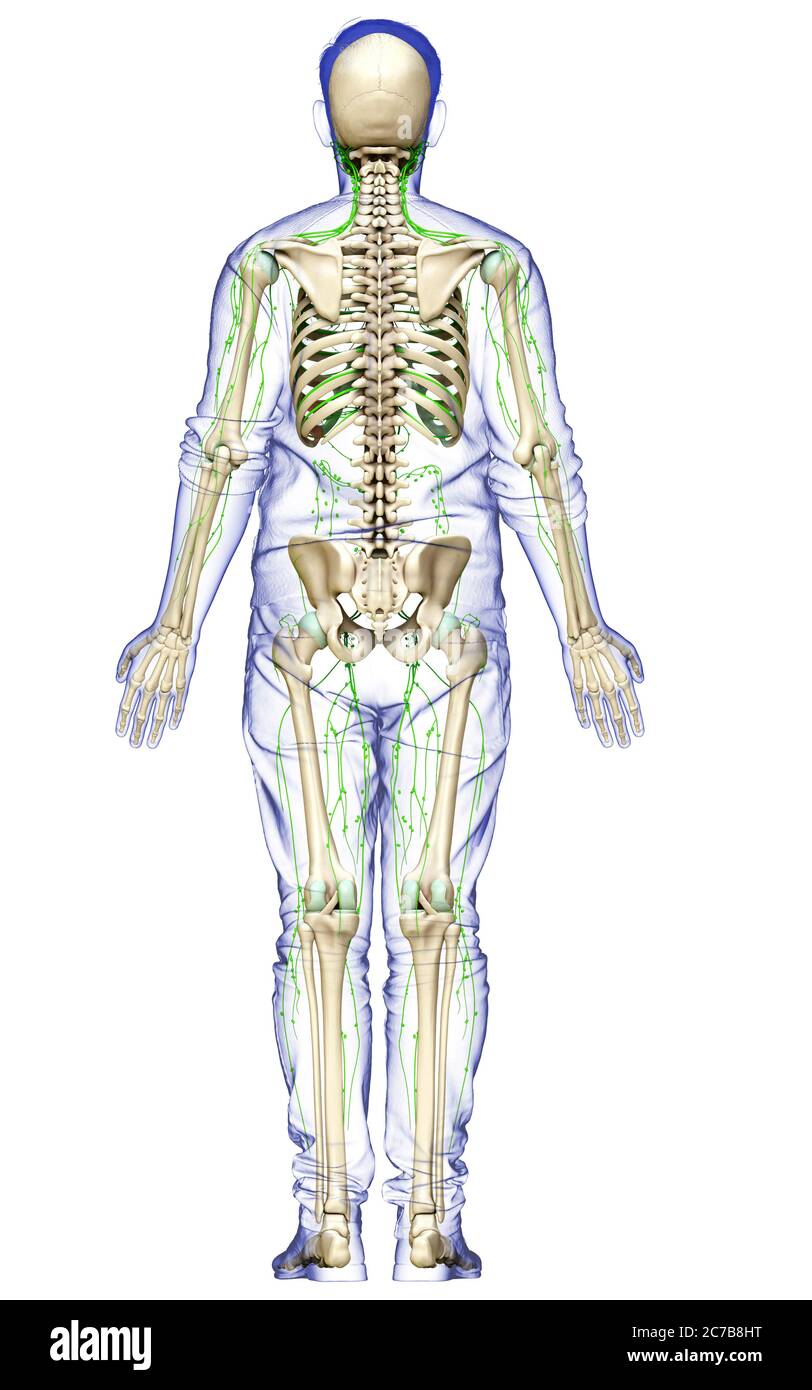 3d rendered medically accurate illustration of a male lymphatic system ...