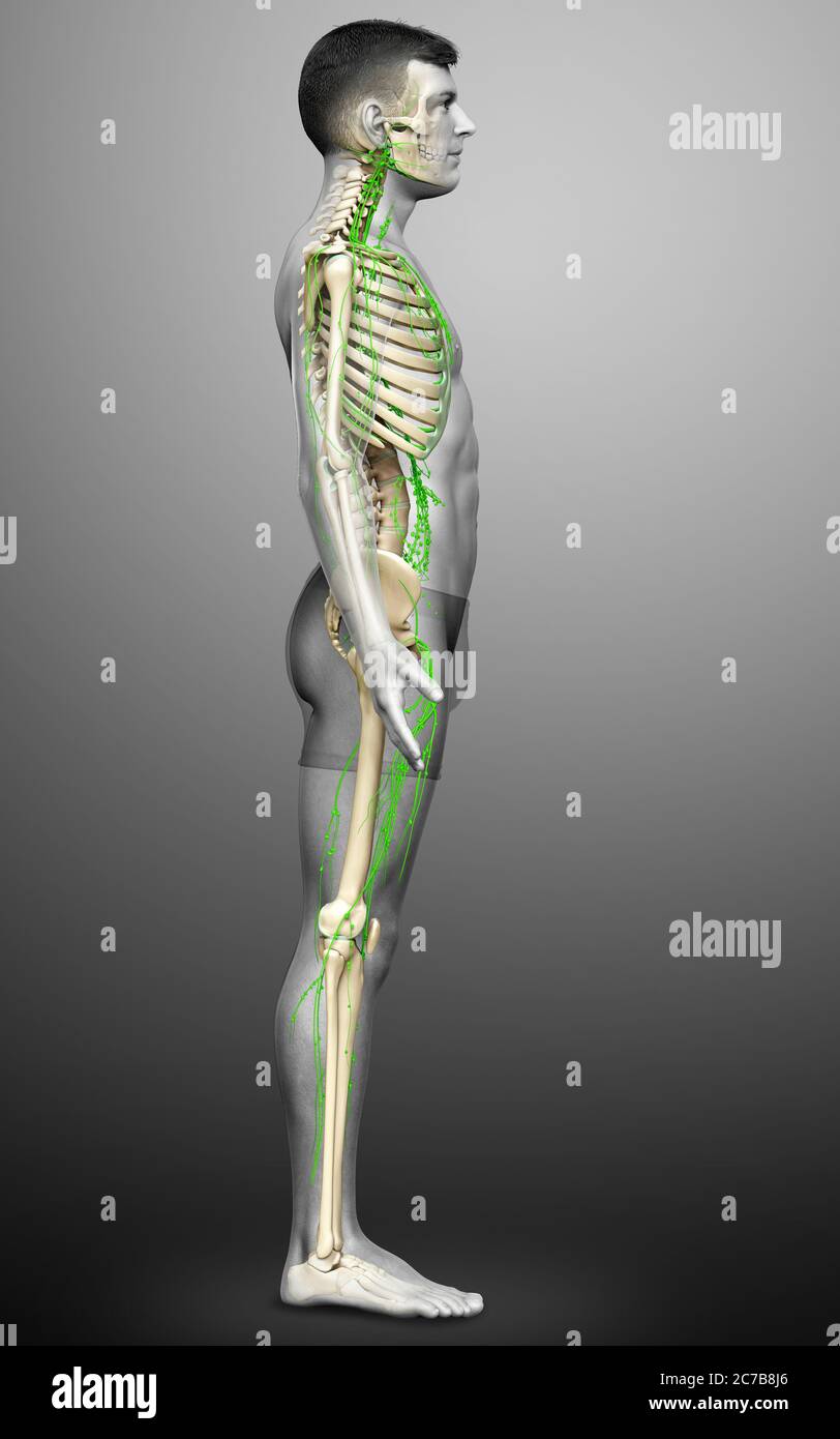 3d rendered medically accurate illustration of a male lymphatic system ...
