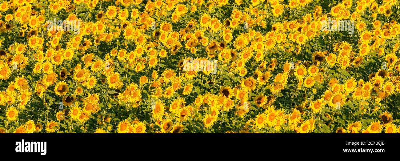 sunflowers field in full sun in Provence, yellow background Stock Photo ...