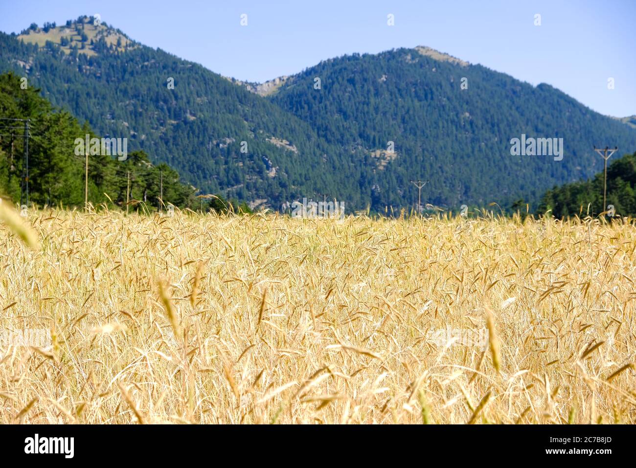 Yellow grain ready for harvest growing in a farm field Stock Photo - Alamy