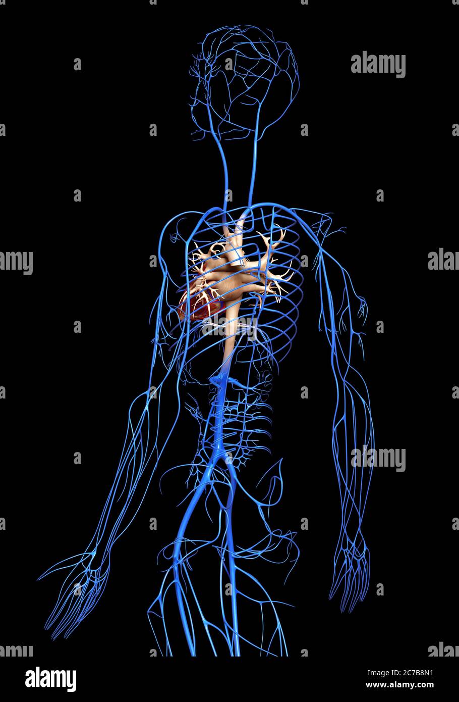 3d rendered medically accurate illustration of the Veins Stock Photo ...
