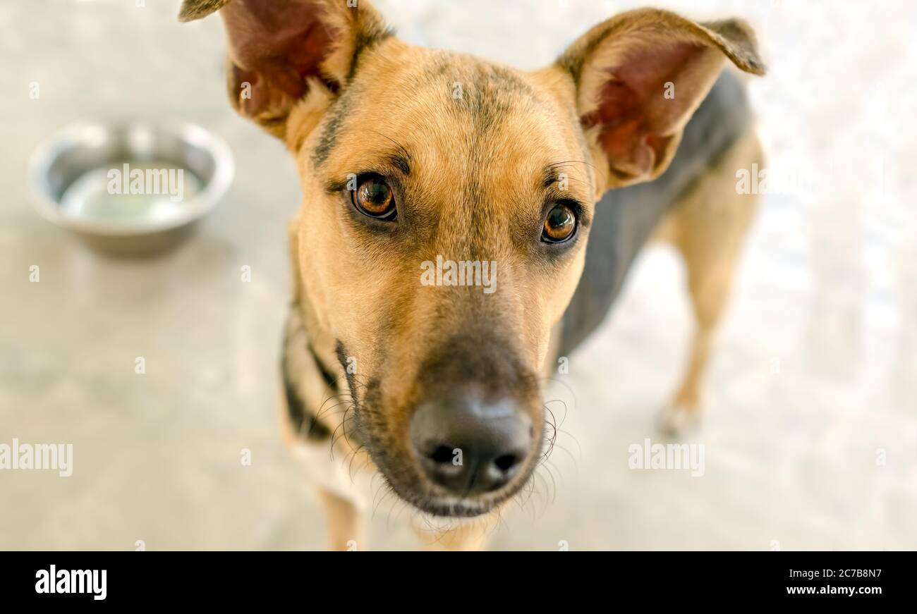 Hungry dog hi-res stock photography and images - Alamy