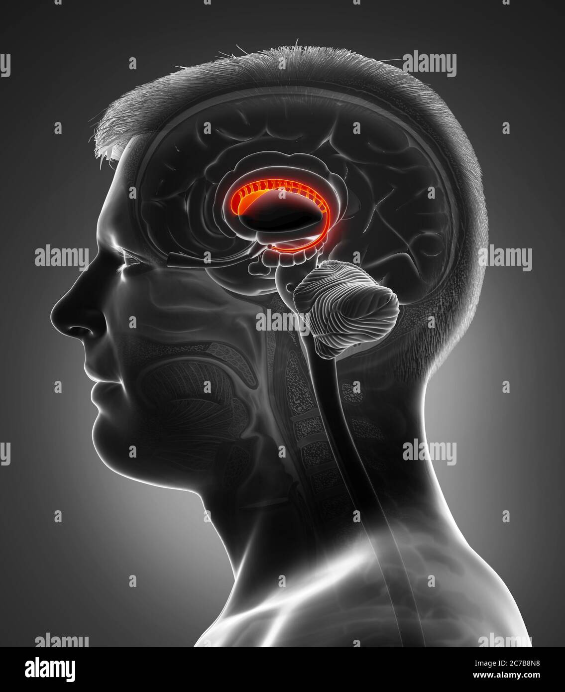 Human brain caudate nucleus hi-res stock photography and images - Alamy