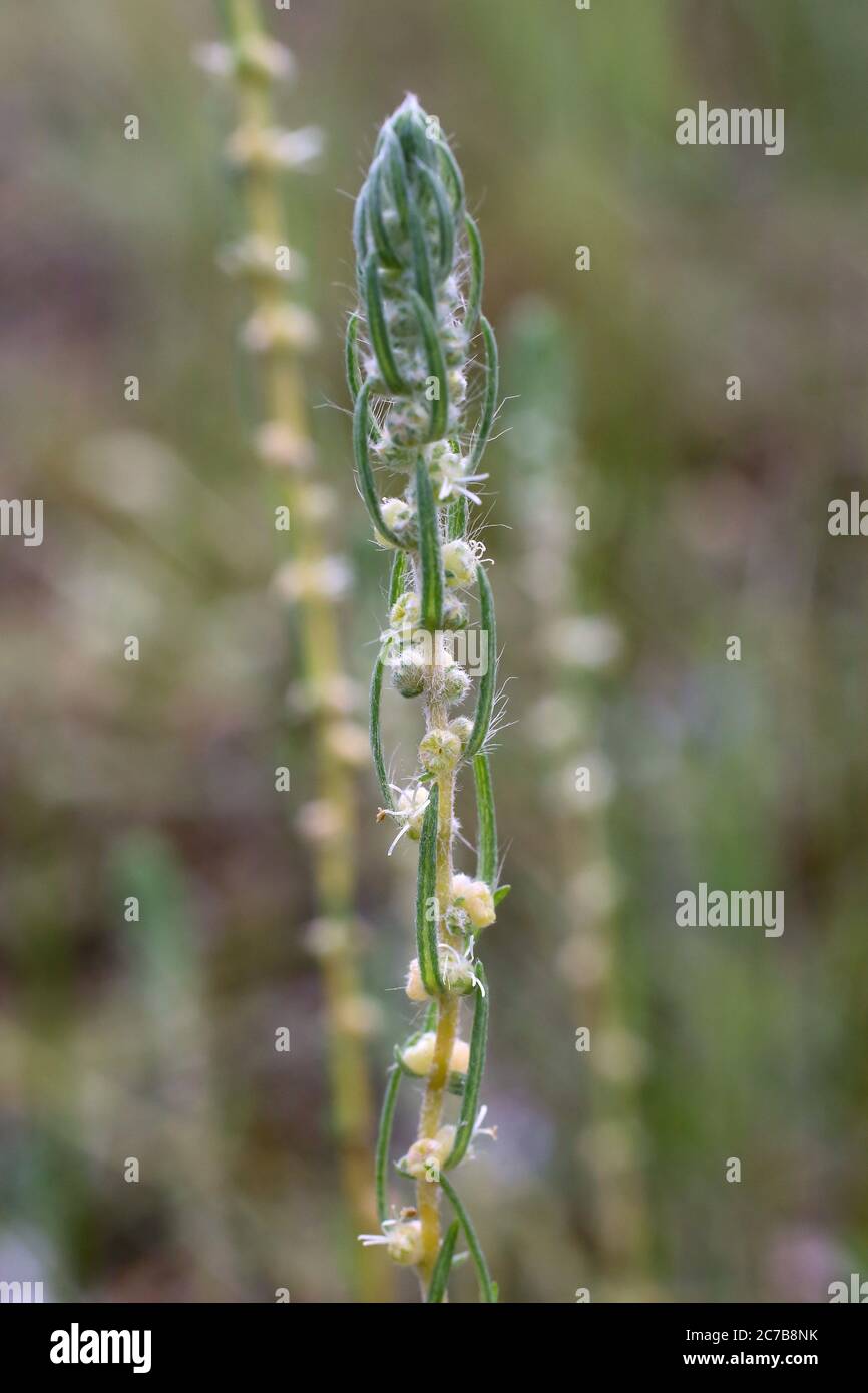Kochia hi-res stock photography and images - Alamy