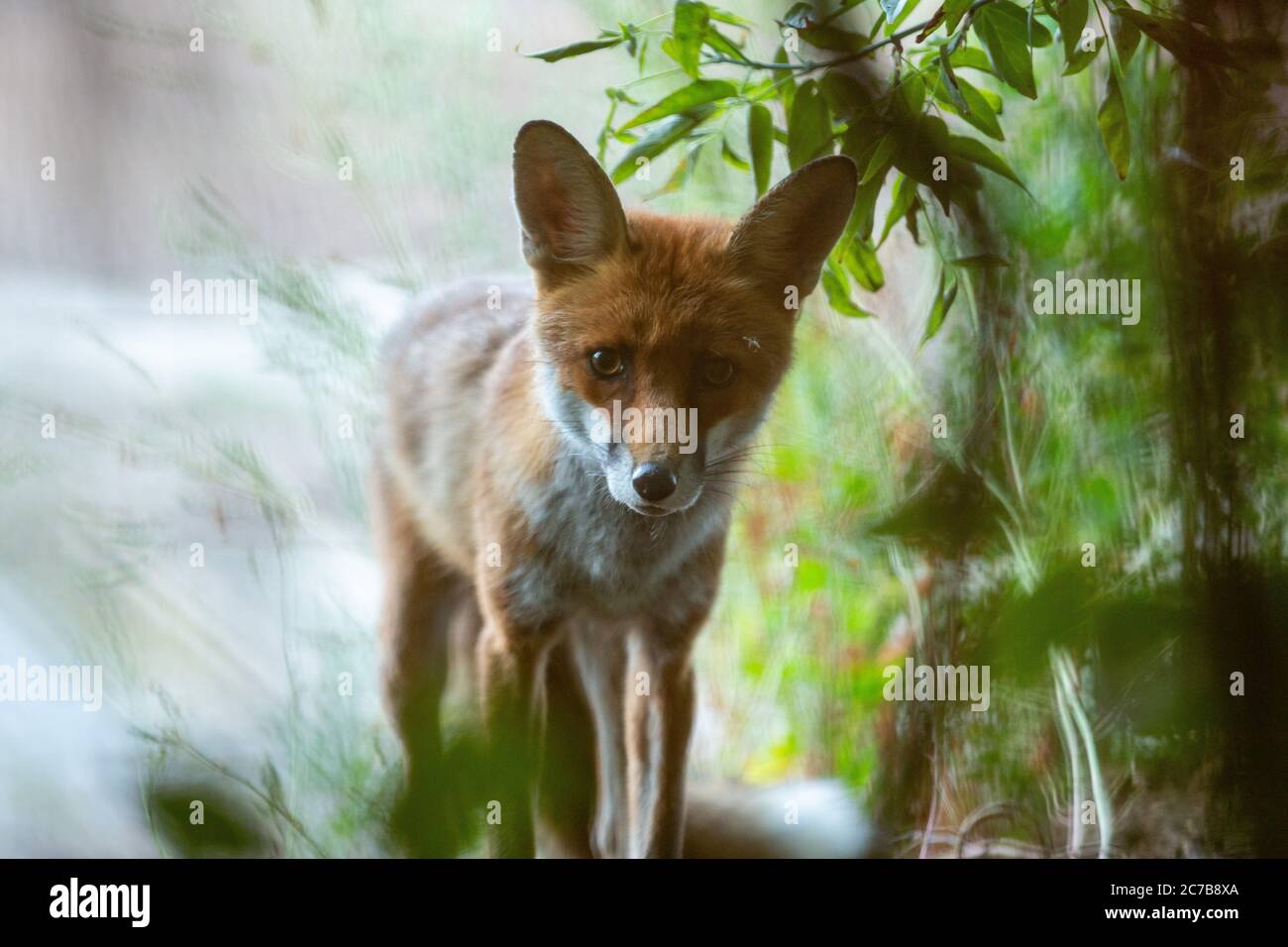 Berlin, Germany. 15th July, 2020. A fox is standing in a bush on the ...