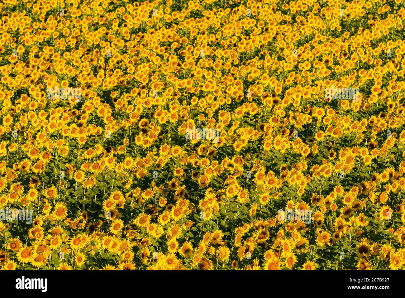 sunflowers field in full sun in Provence, yellow background Stock Photo ...