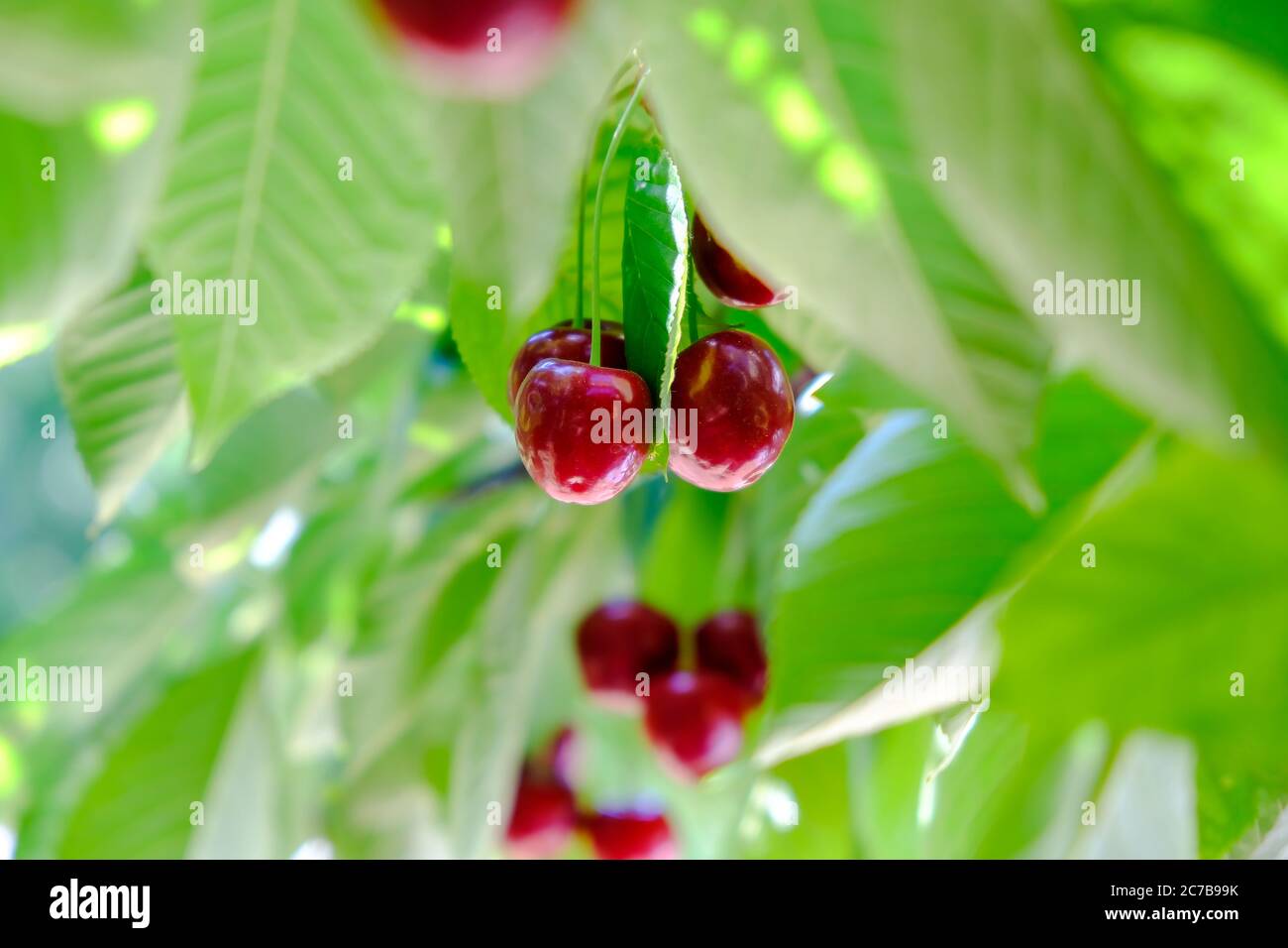 Red and sweet cherries on a branch just before harvest in early summer ...