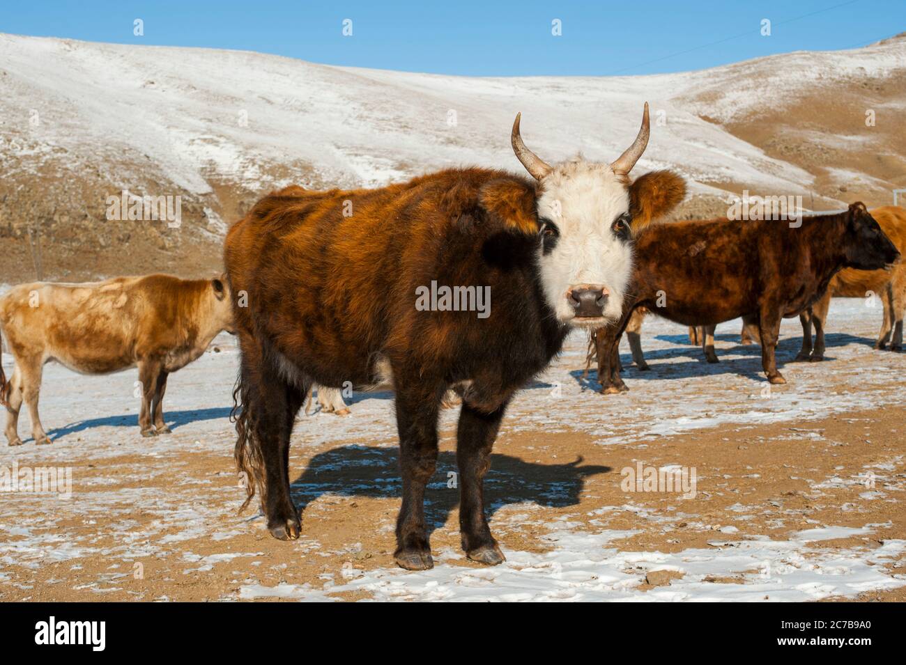 Mongolian cattle hi-res stock photography and images - Alamy