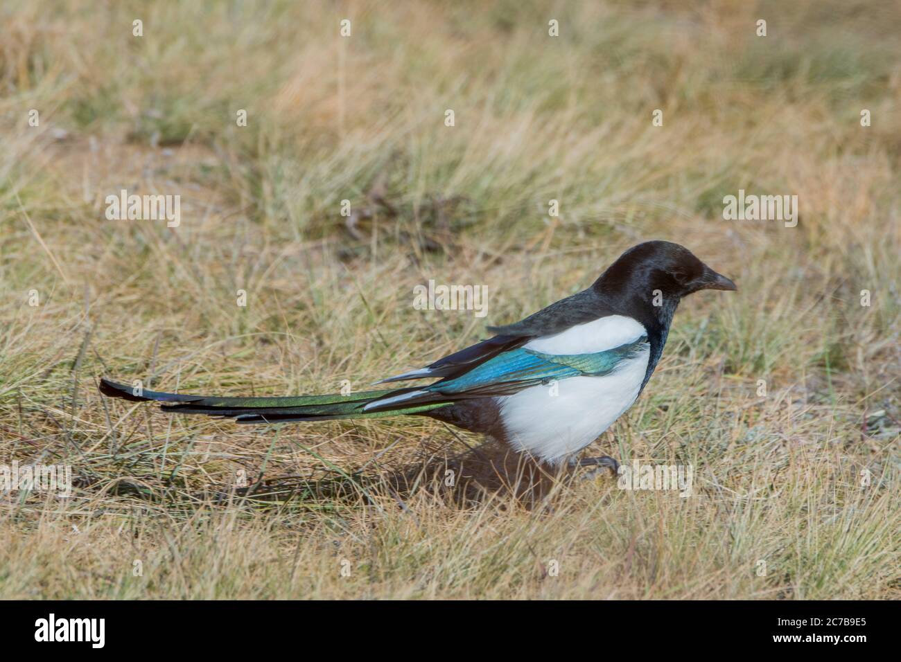 A magpie at the Genghis Khan Equestrian Statue (130 feet tall), which ...