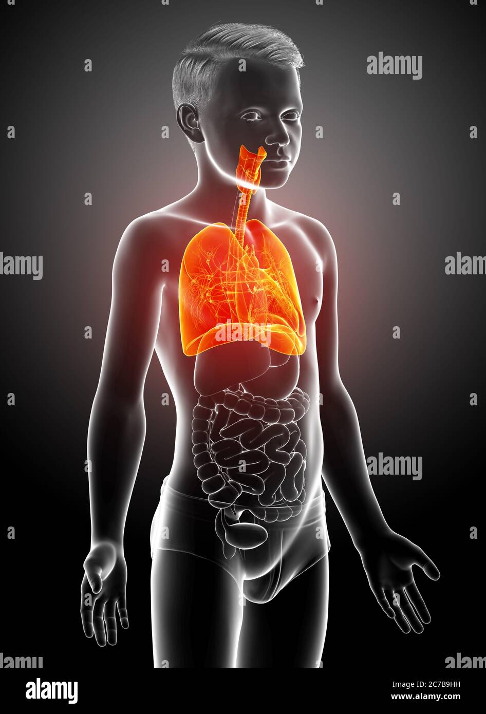 3d rendered, medically accurate illustration of a young boy lung ...