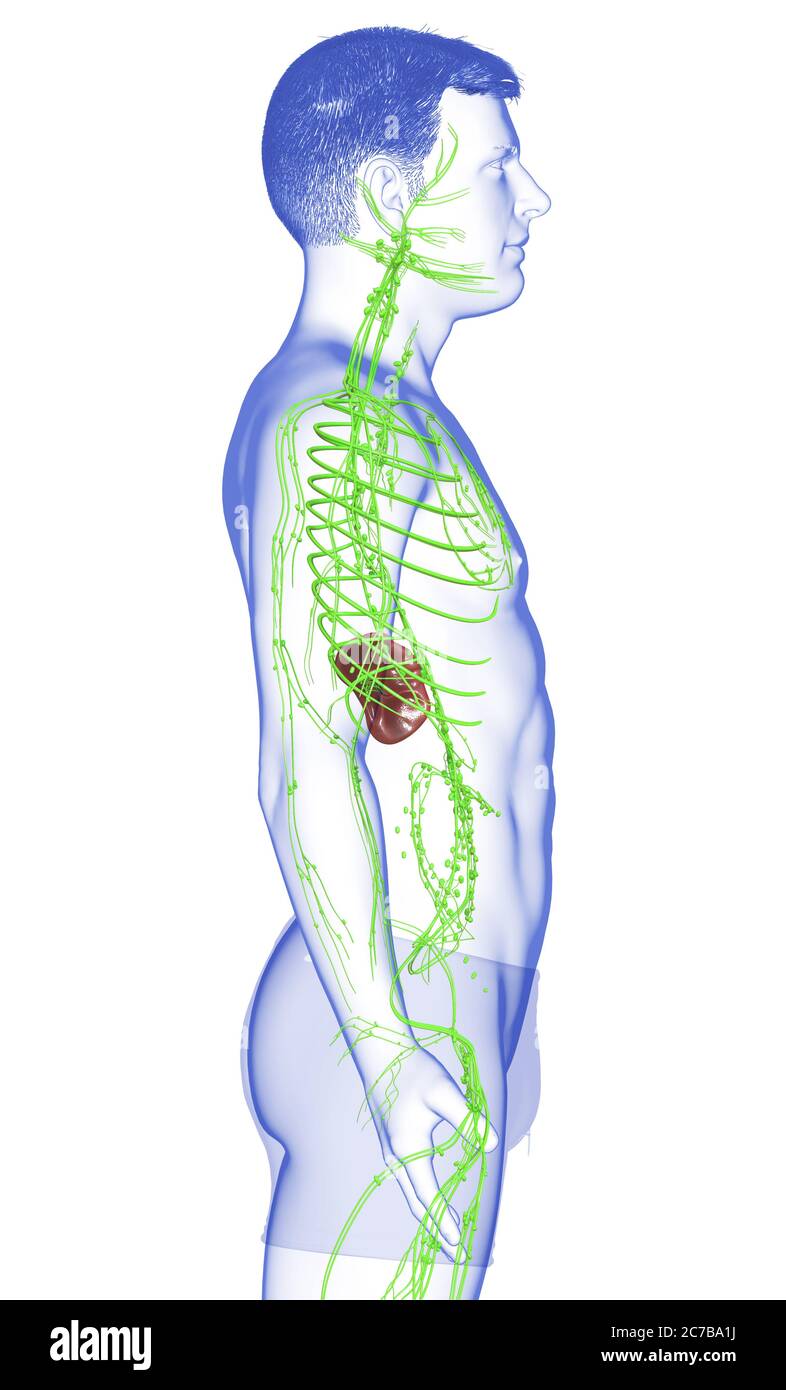3d rendered medically accurate illustration of a male lymphatic system ...
