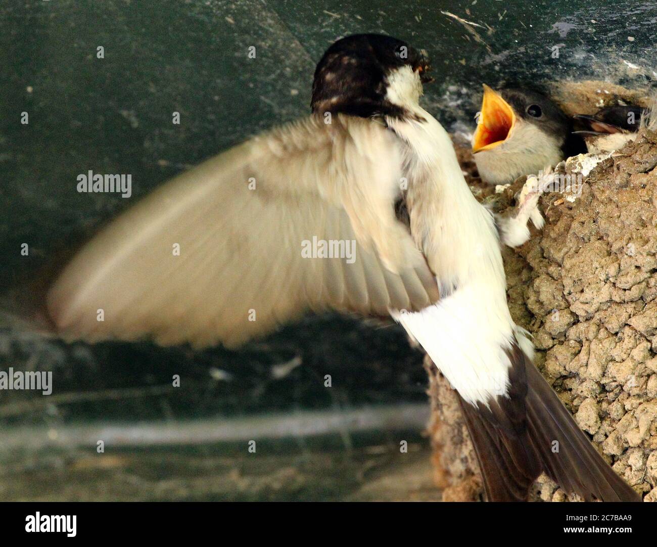House martin chick nest hi-res stock photography and images - Alamy