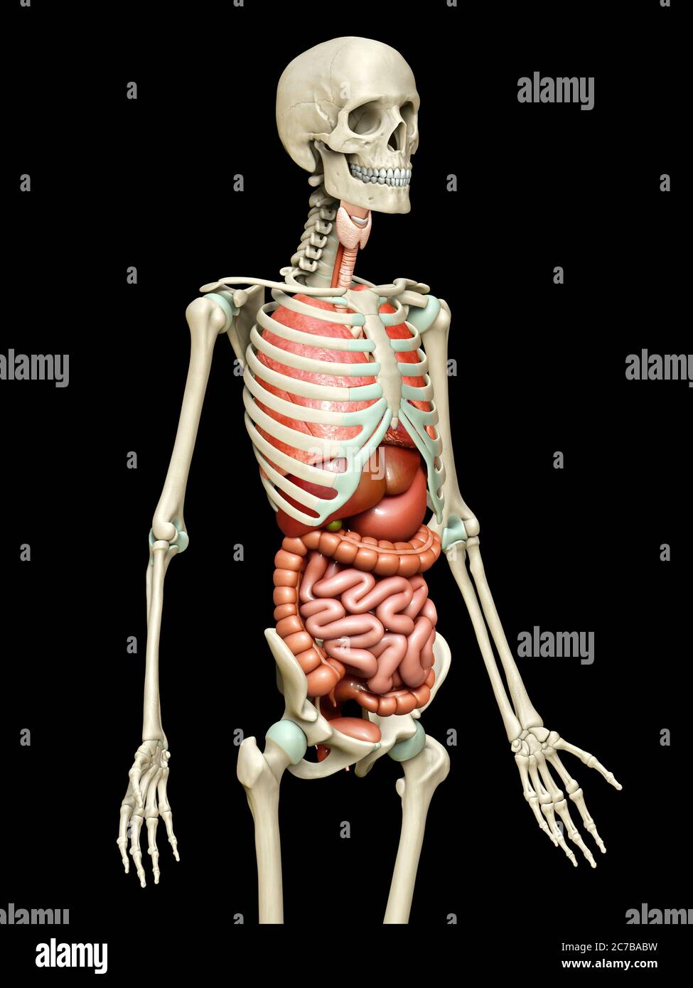 3d rendered medically accurate illustration of Internal organs and ...