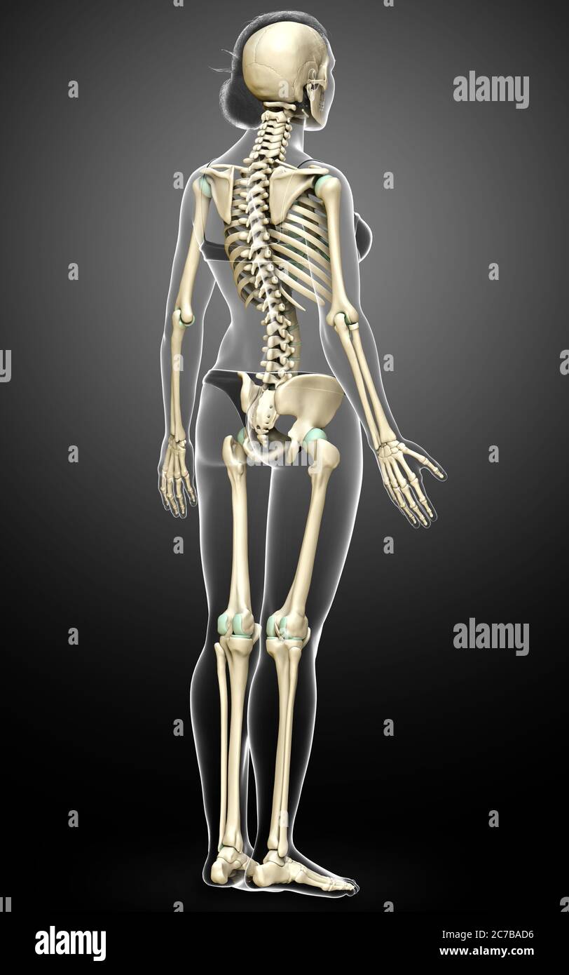 3d rendered, medically accurate illustration of a female skeleton ...