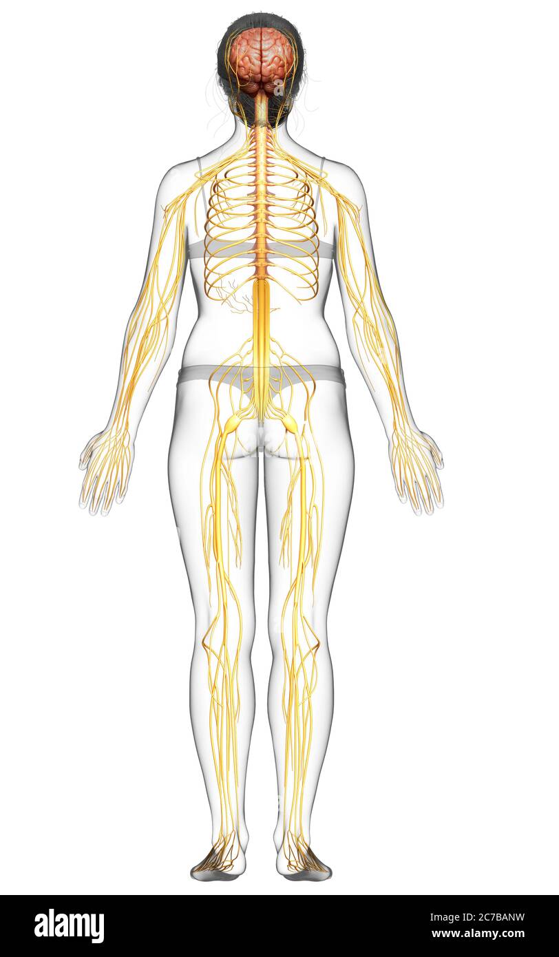3d rendered medically accurate illustration of a female nervous system ...