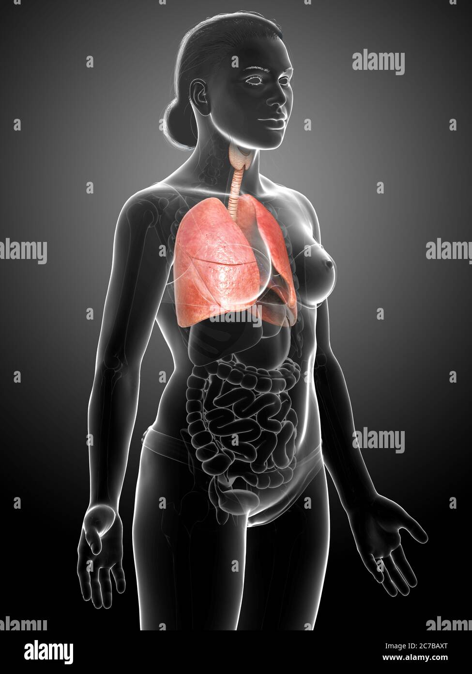 3d rendered, medically accurate illustration of a female lung anatomy ...