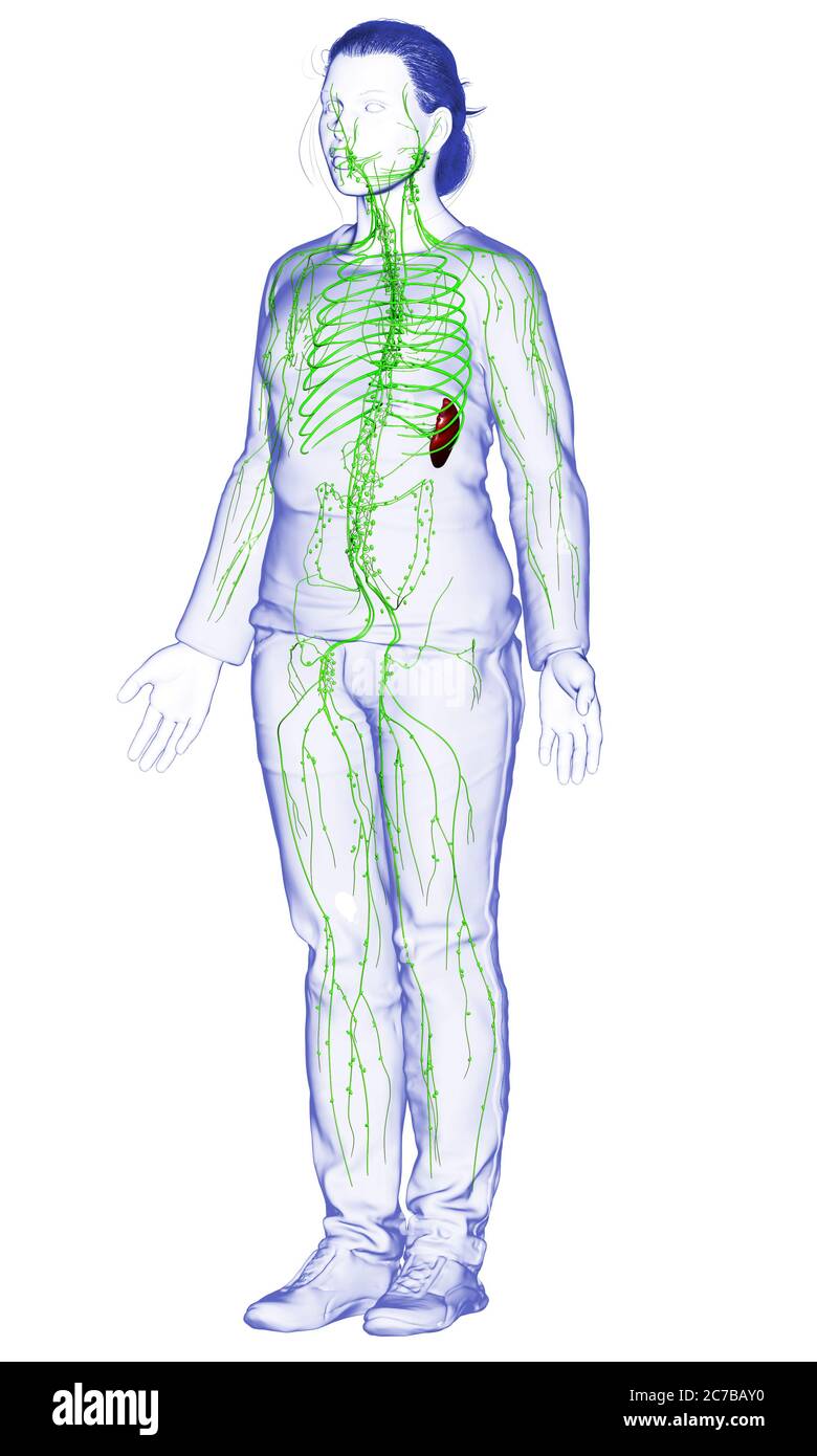 3d rendered medically accurate illustration of a female lymphatic ...