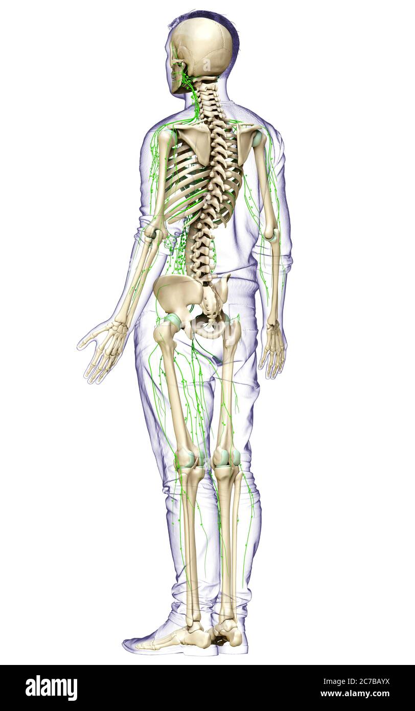3d rendered medically accurate illustration of a male lymphatic system ...