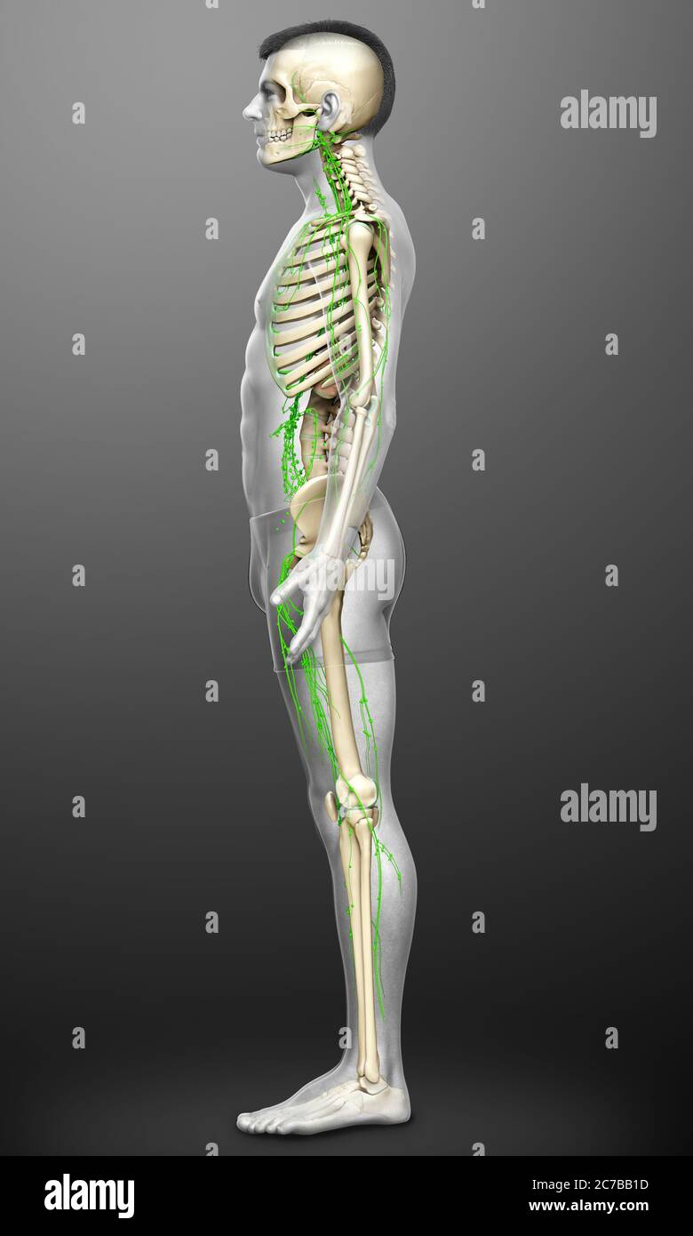 3d rendered medically accurate illustration of a male lymphatic system ...