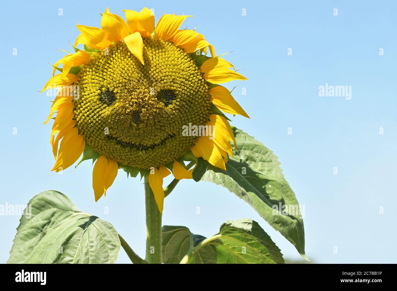 Smiling sunflower hi-res stock photography and images - Alamy