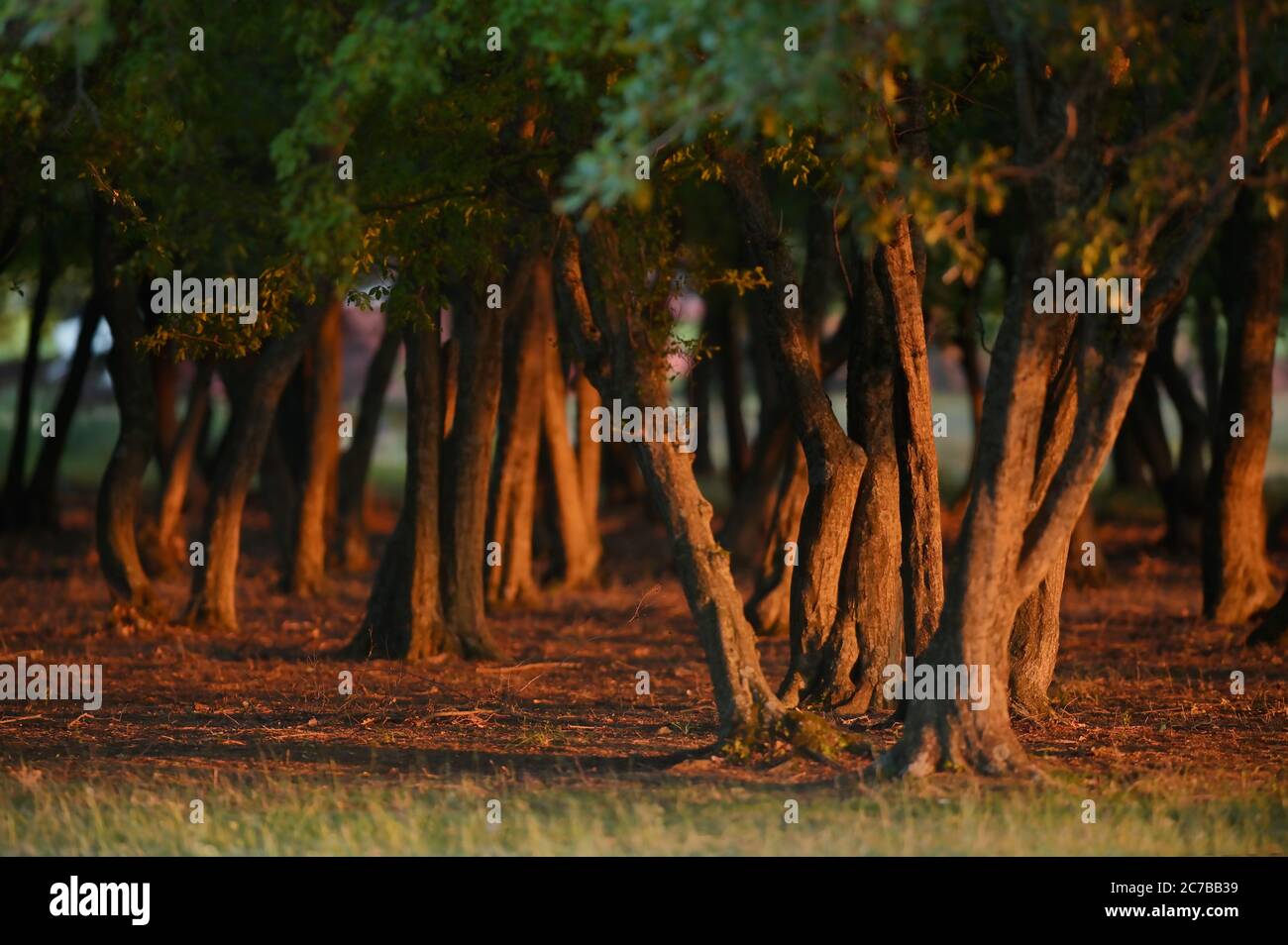 Old oak forest hi-res stock photography and images - Alamy