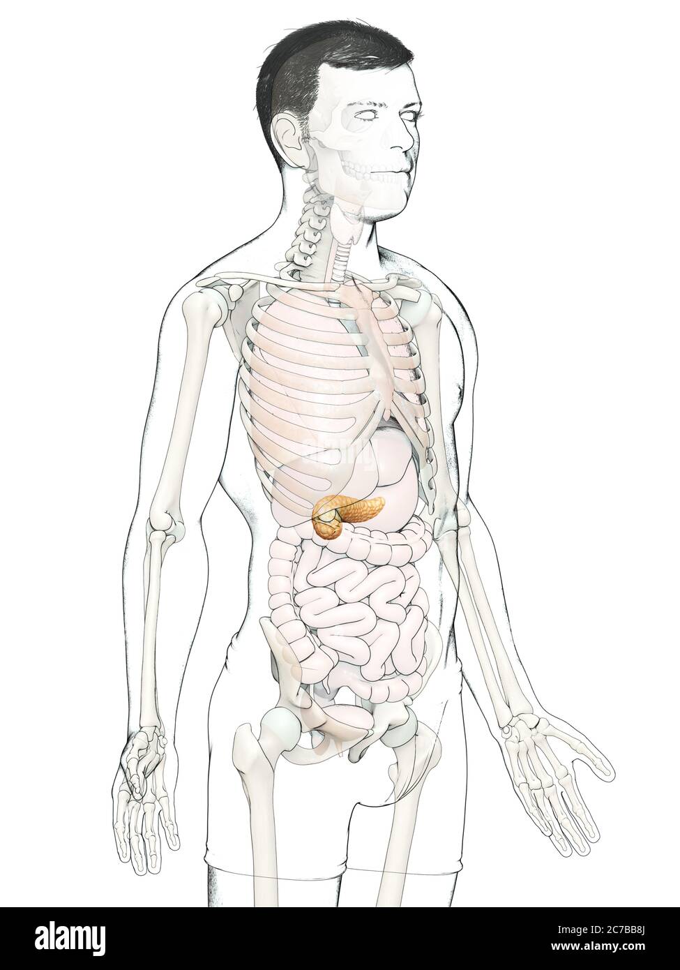 3d rendered, medically accurate illustration of a male pancreas Stock ...